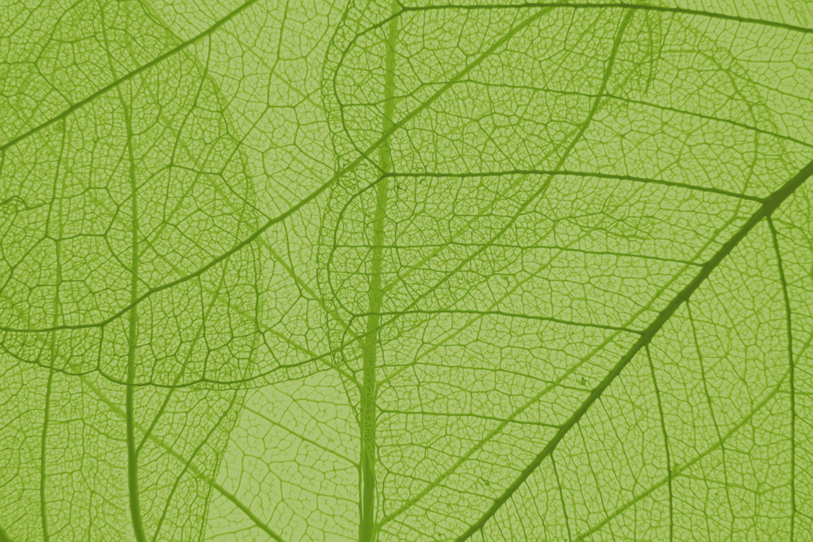 fascia leaf structure - Rolf Method SI